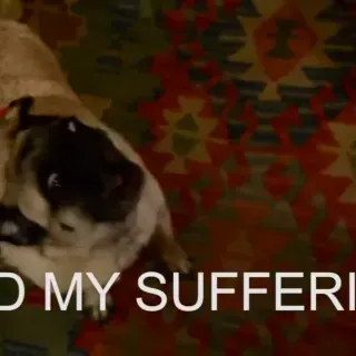 Pug Party Memes